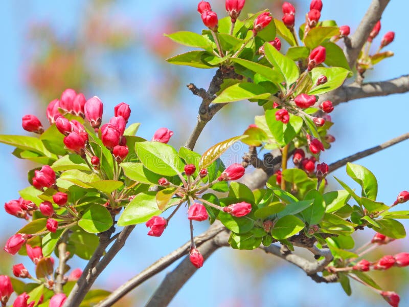 The Blooming Malus Halliana in Spring Stock Photo - Image of drooping ...