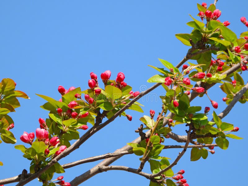 The Blooming Malus Halliana in Spring Stock Image - Image of natural ...