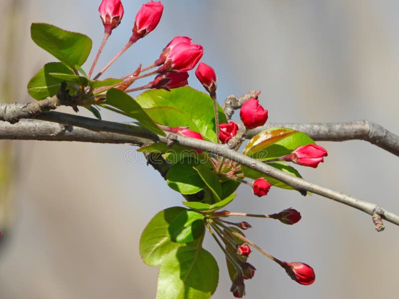 The Blooming Malus Halliana in Spring Stock Image - Image of plant ...