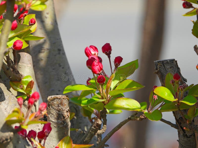 The Blooming Malus Halliana in Spring Stock Photo - Image of nature ...