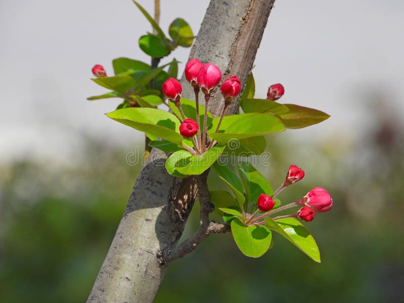 The Blooming Malus Halliana in Spring Stock Image - Image of nature ...