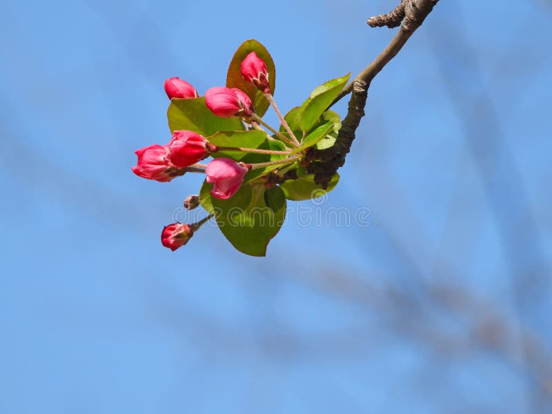 The Blooming Malus Halliana in Spring Stock Photo - Image of halliana ...