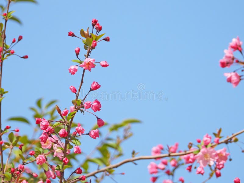 The Blooming Malus Halliana in Spring Stock Image - Image of vibrant ...