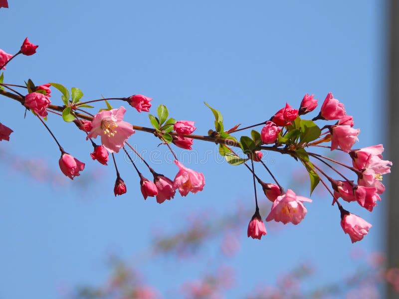 The Blooming Malus Halliana in Spring Stock Photo - Image of pink ...