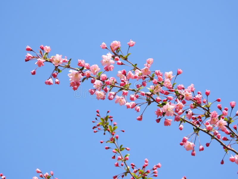 The Blooming Malus Halliana in Spring Stock Image - Image of wallpaper ...
