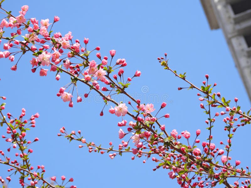 The Blooming Malus Halliana in Spring Stock Photo - Image of nature ...