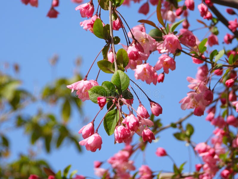 The Blooming Malus Halliana in Spring Stock Image - Image of flora ...