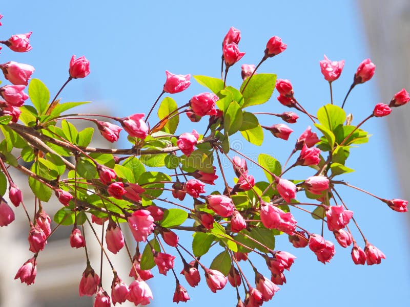 The Blooming Malus Halliana in Spring Stock Photo - Image of flowers ...