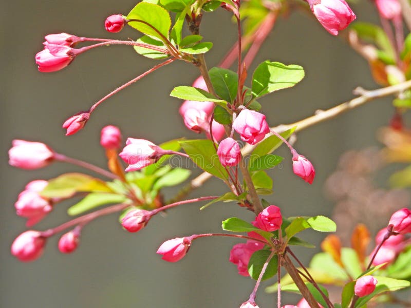 The Blooming Malus Halliana in Spring Stock Photo - Image of park ...