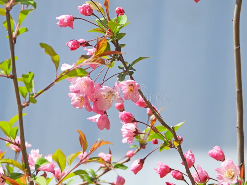 The Blooming Malus Halliana in Spring Stock Image - Image of scenery ...