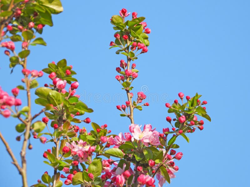 The Blooming Malus Halliana in Spring Stock Image - Image of nature ...