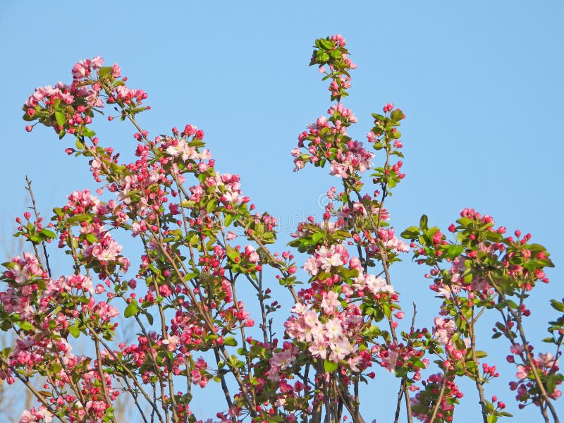 The Blooming Malus Halliana in Spring Stock Image - Image of weeping ...