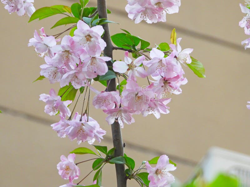 The Blooming Malus Halliana in Spring Stock Photo - Image of spring ...