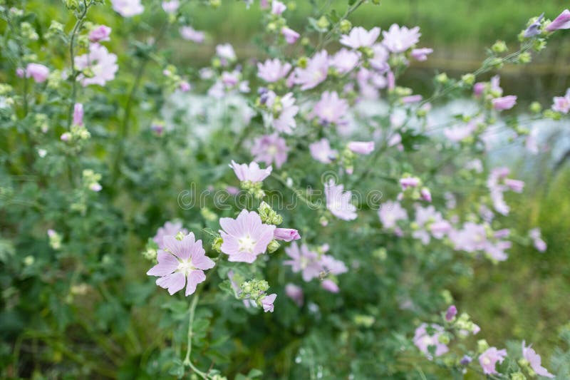 Blooming Malva Thuringiaca Plant Grows in the Meadow Stock Image ...