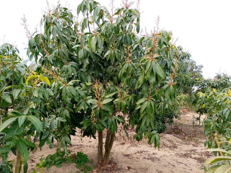 Masoud Zaitoun (Saeedzizo19) - Photographer profile