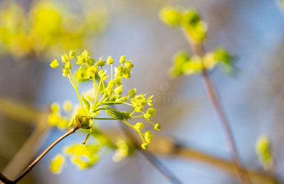 Blooming maple in spring stock photo. Image of branch - 314779468
