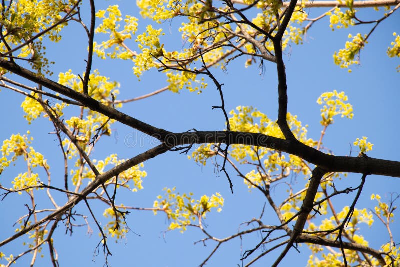 Blooming Maple Tree in Spring Against the Sky, Closeup Stock Photo ...