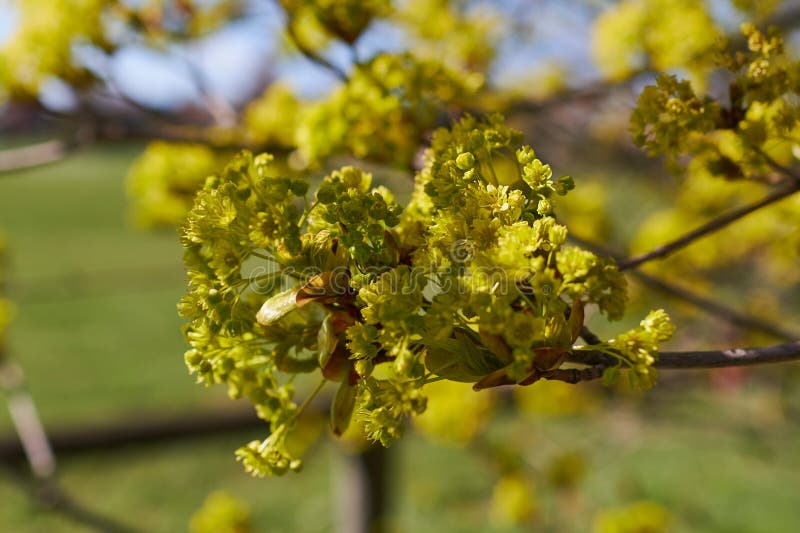 A Blooming Maple Tree in Spring Stock Image - Image of branches ...