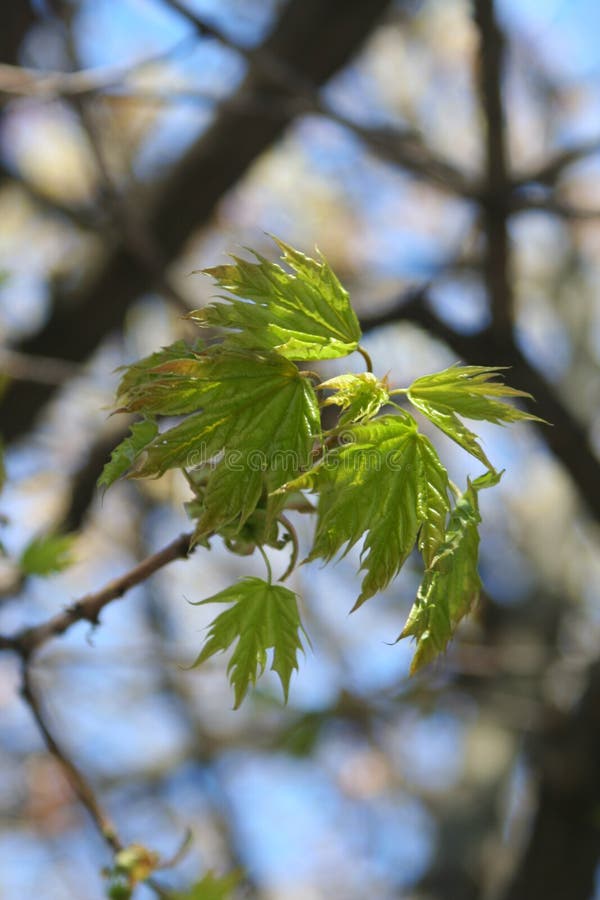 Blooming maple tree stock photo. Image of bouquet, maple - 178597720