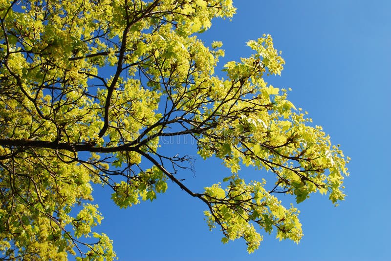 Blooming Maple Tree Twig in Early Spring Stock Photo - Image of life ...