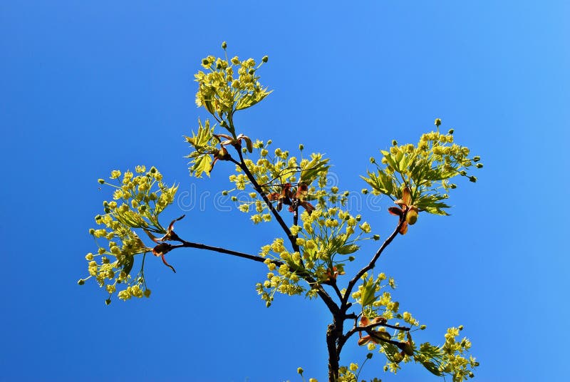 Blooming Maple Tree Twig in Early Spring Stock Photo - Image of nature ...
