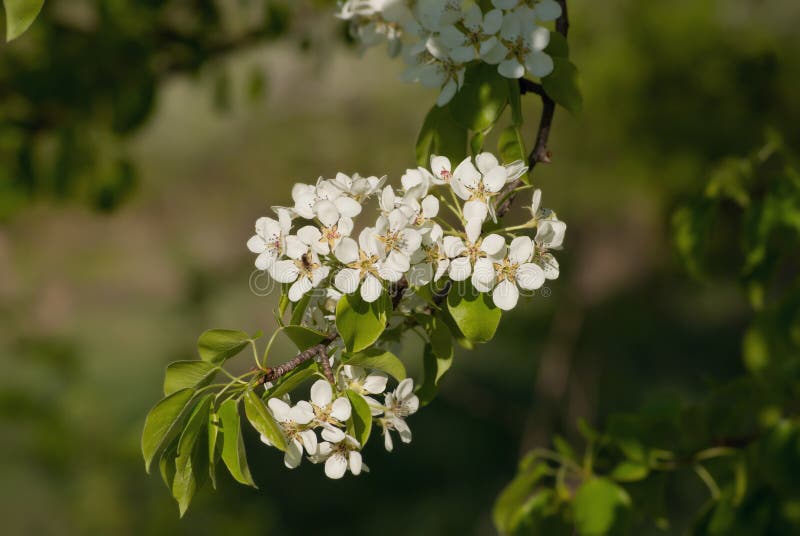 Blooming in May Apple Tree Against a Background of Green Trees Stock ...