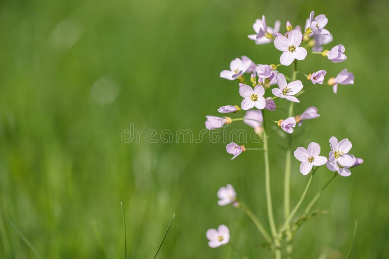 Blooming Mayflower (Cardamine Pratensis). Stock Photo - Image of ...