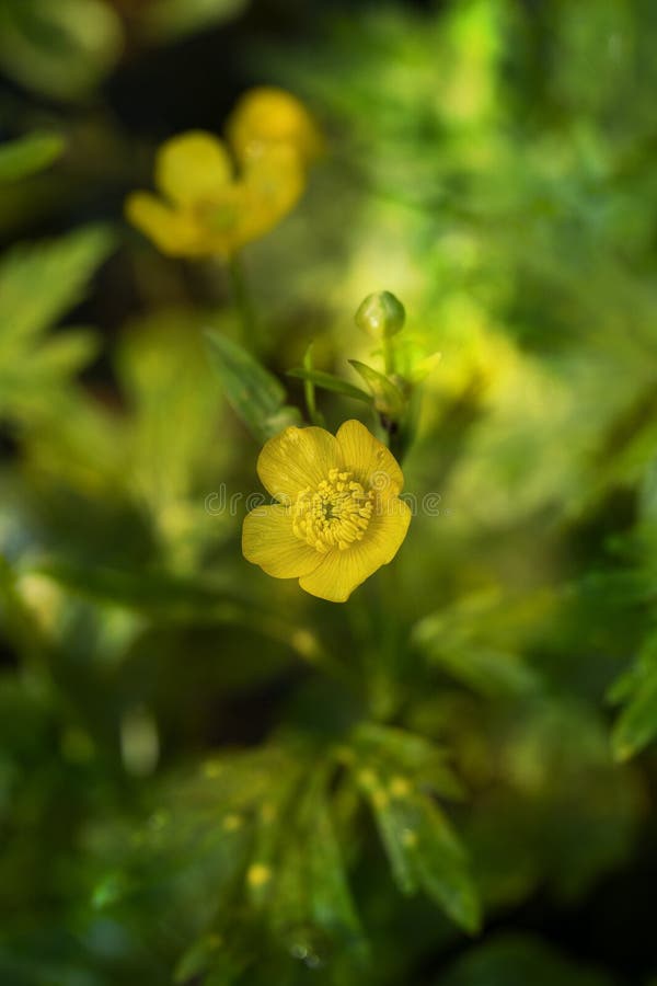Blooming Meadow Buttercup (Ranunculus Acris). Common Names Includes ...