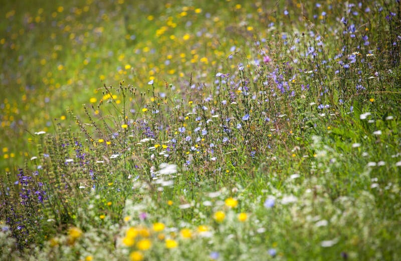 Blooming meadow stock image. Image of flower, plant, field - 42795167