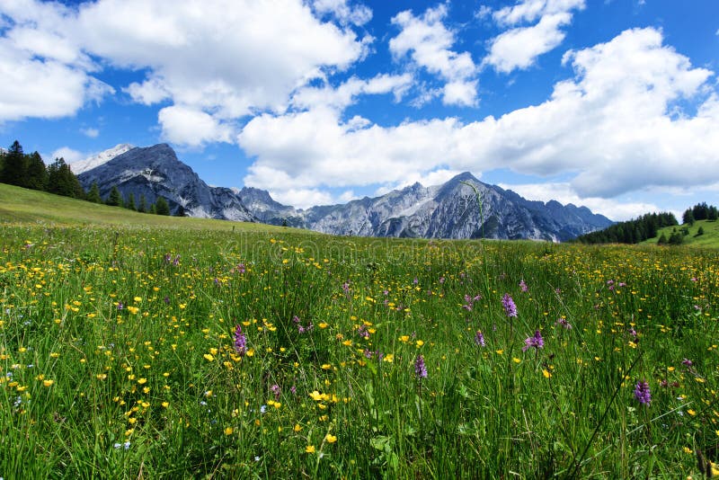 Blooming Meadow Flowers in Spring Time with Blue Sky and Cumulus Clouds ...