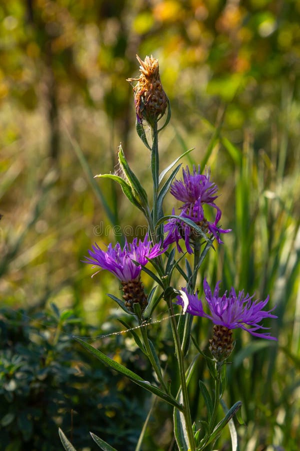 Meadow Knapweed Centaurea Nervosa Stock Photo - Image of wildflower ...