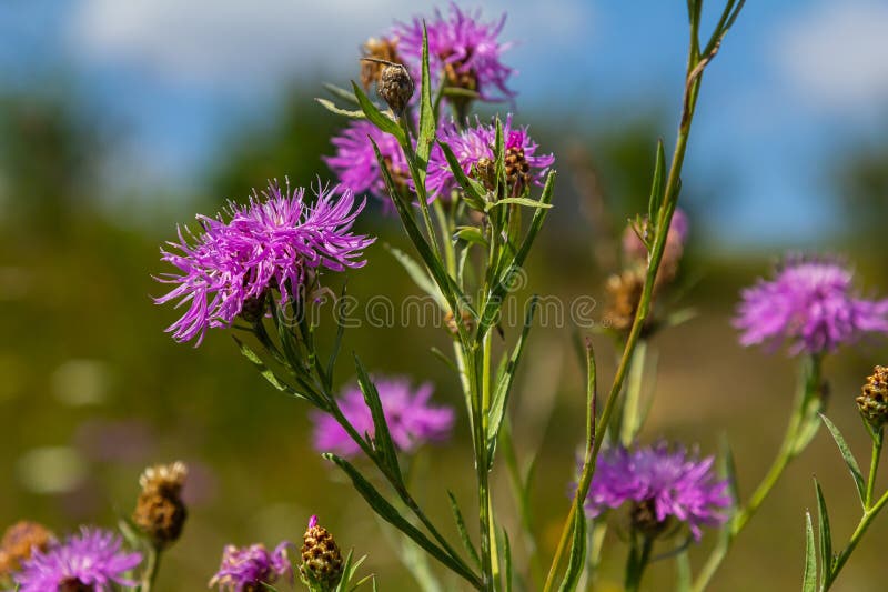 Blooming Meadow Knapweed, Centaurea Jacea, on the Meadow Stock Image ...