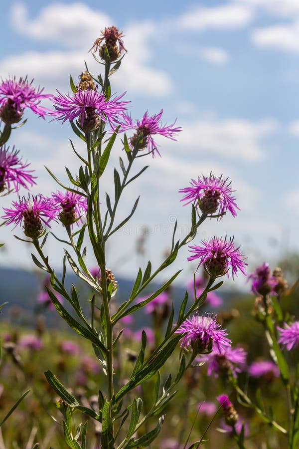 Meadow Knapweed Centaurea Nervosa Stock Photo - Image of wildflower ...