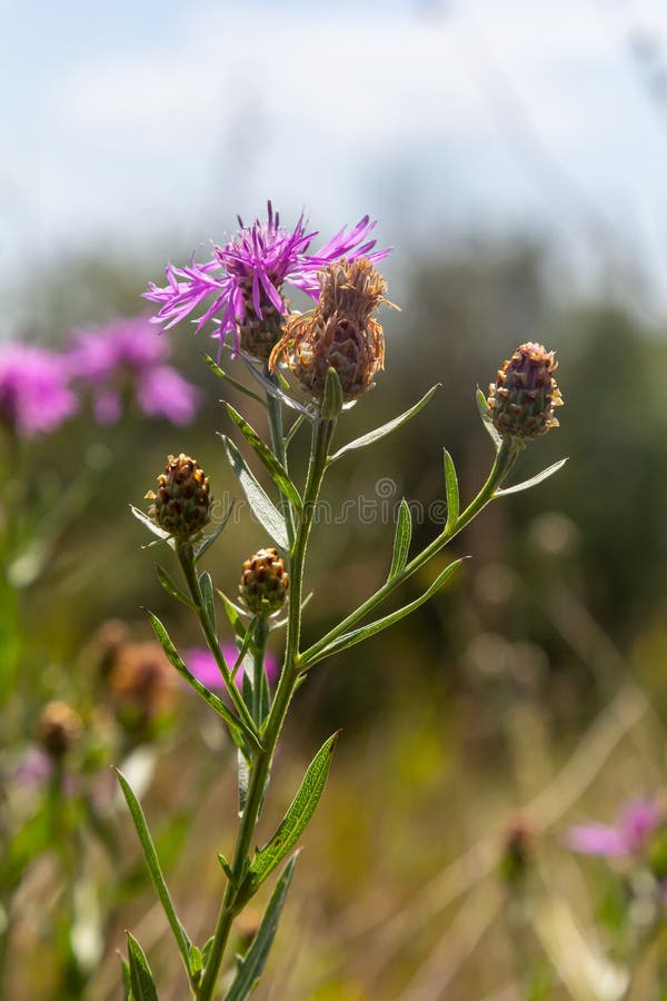 Meadow Knapweed Centaurea Nervosa Stock Photo - Image of wildflower ...