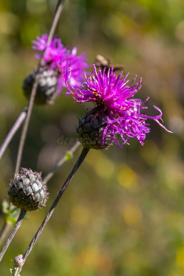 Meadow Knapweed Centaurea Nervosa Stock Photo - Image of wildflower ...