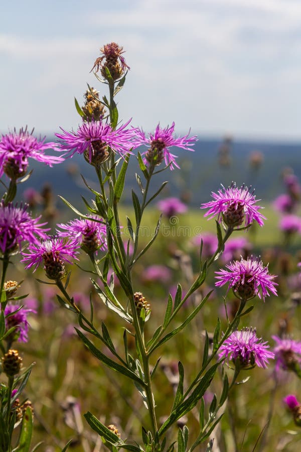 Meadow Knapweed Centaurea Nervosa Stock Photo - Image of wildflower ...