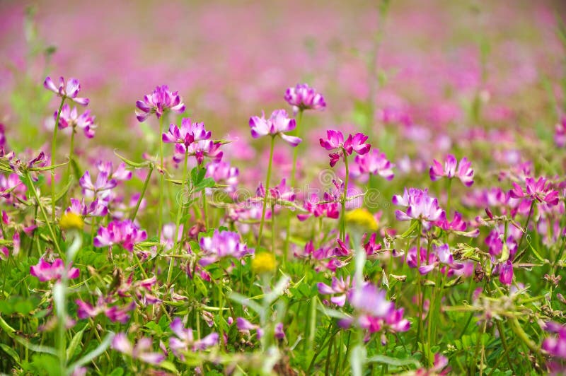 Blooming Milk Vetch Flowers in Spring Stock Image - Image of plant ...