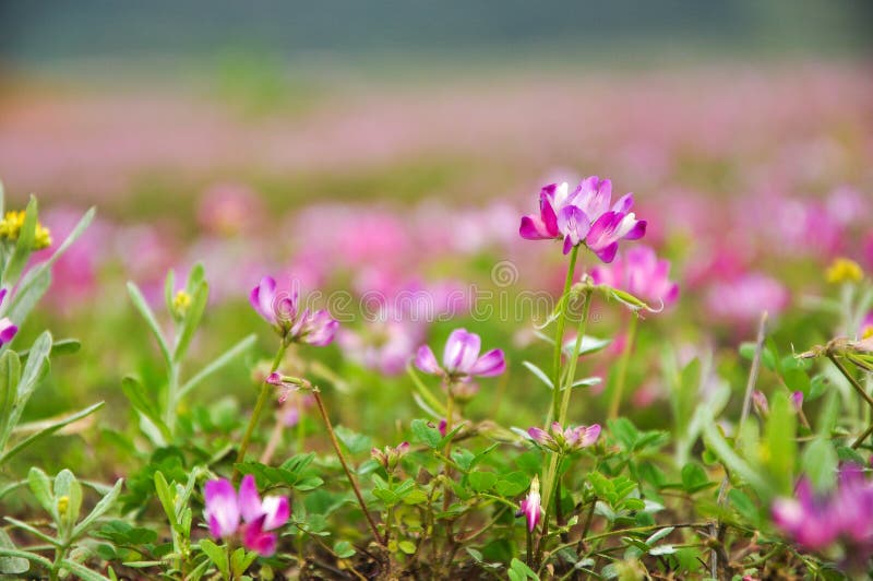 Blooming Milk Vetch Flowers in Spring Stock Image - Image of blooming ...