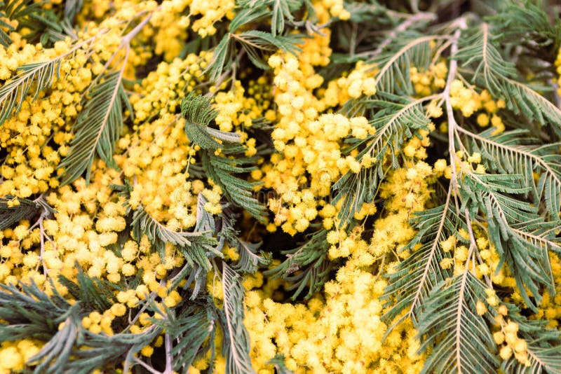Blooming Mimosa Background. Stock Image - Image of bright, color: 205515165