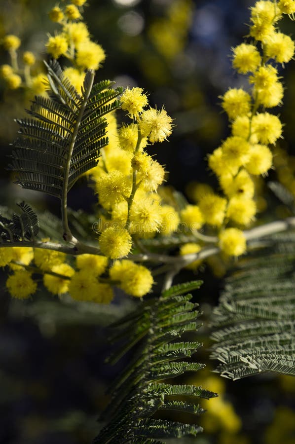 Blooming Mimosa Scabrella. Yellow Spring Flowers Stock Image - Image of ...