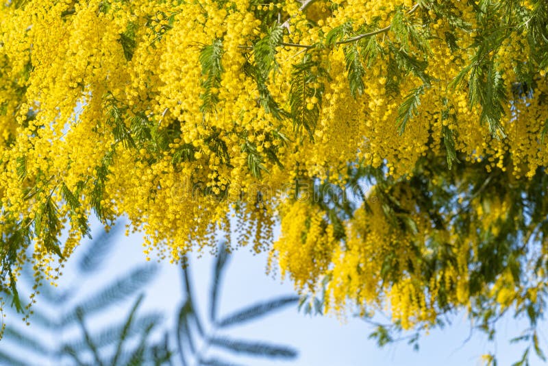 Blooming Mimosa Tree Bring Spring Colors Stock Photo - Image of bright ...