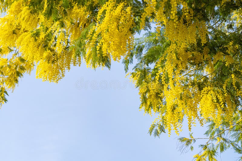 Blooming Mimosa Tree Bring Spring Colors Stock Image - Image of color ...