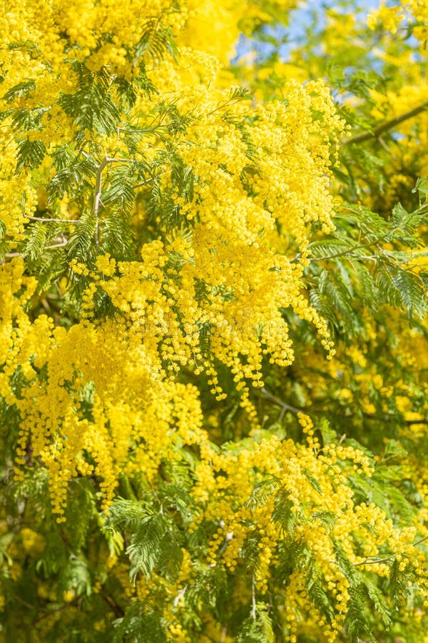 Blooming Mimosa Tree Bring Spring Colors Stock Image - Image of bloom ...