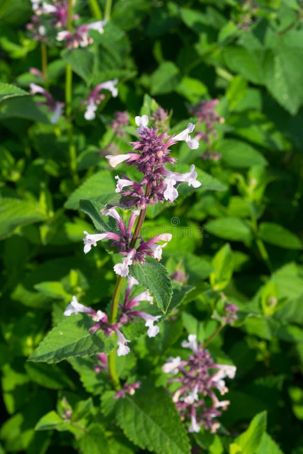 Blooming mint stock photo. Image of grass, summer, plant - 77062458