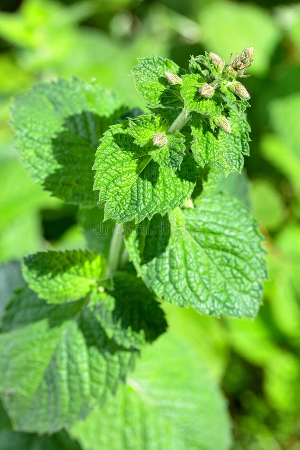 Blooming Mint in the Garden Stock Photo - Image of blooming, garden ...