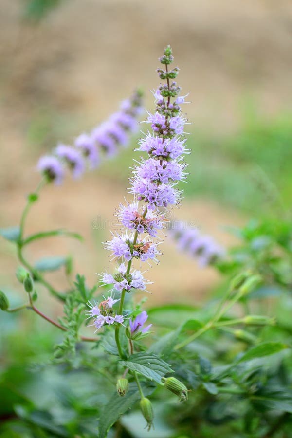 Blooming Mint in the Vegetable Garden Stock Photo - Image of growing ...