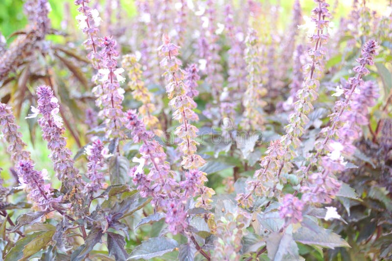 Blooming Mint in the Vegetable Garden Stock Image - Image of bloom ...