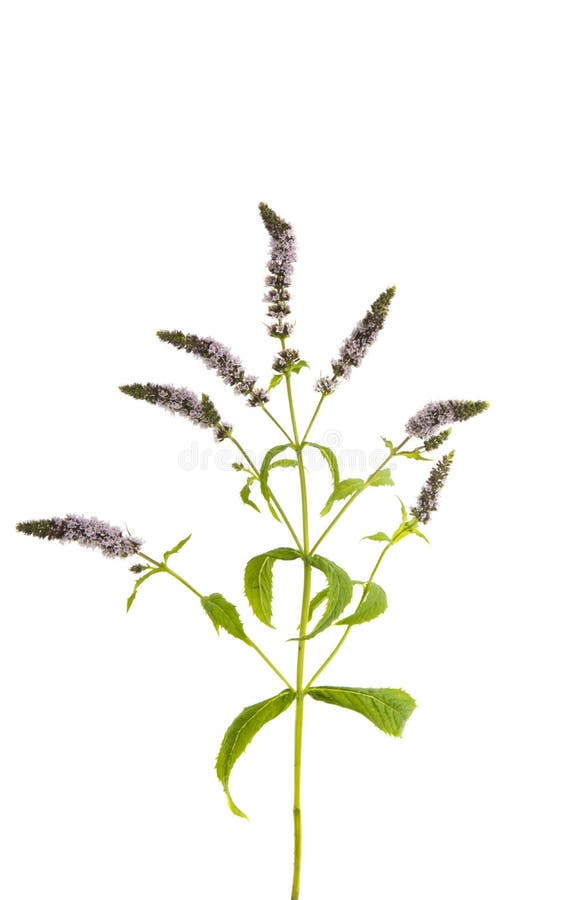 Blooming mint isolated stock image. Image of sweet, floral - 191482491