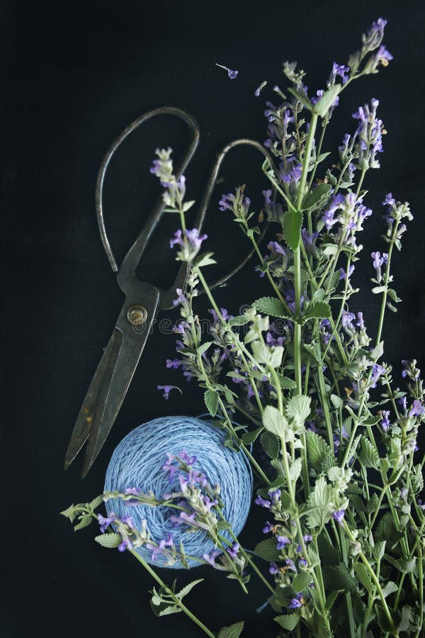Blooming Mint, Scissors and Thread - Still Life Stock Photo - Image of ...