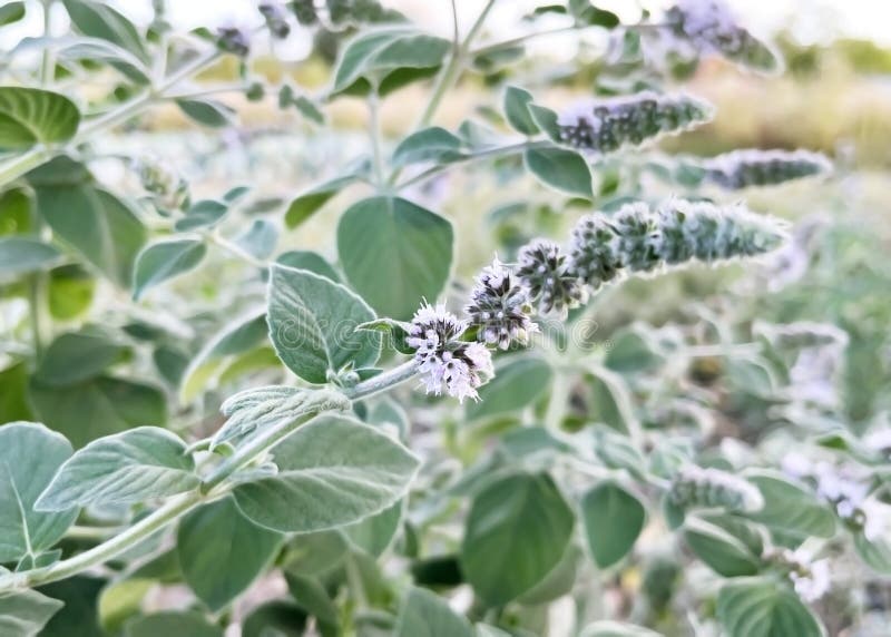 Blooming Mint with Small Purple Flowers and Green Leaves Stock Image ...